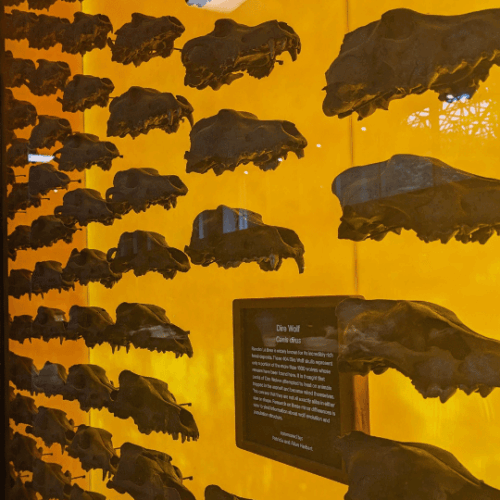 The Dire Wolf is Still Extinct: Why Misleading Science Undermines ...